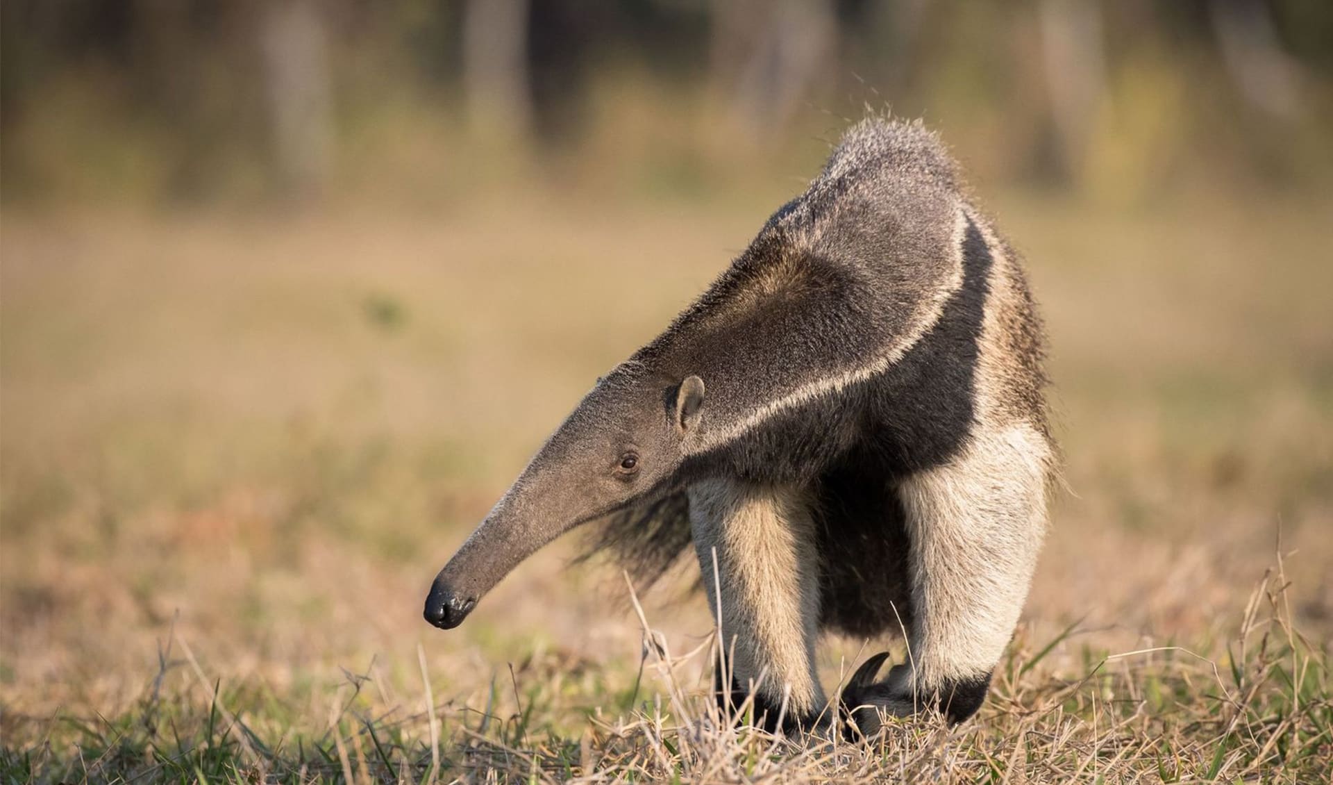 Giant anteater facts, distribution & population | BioDB